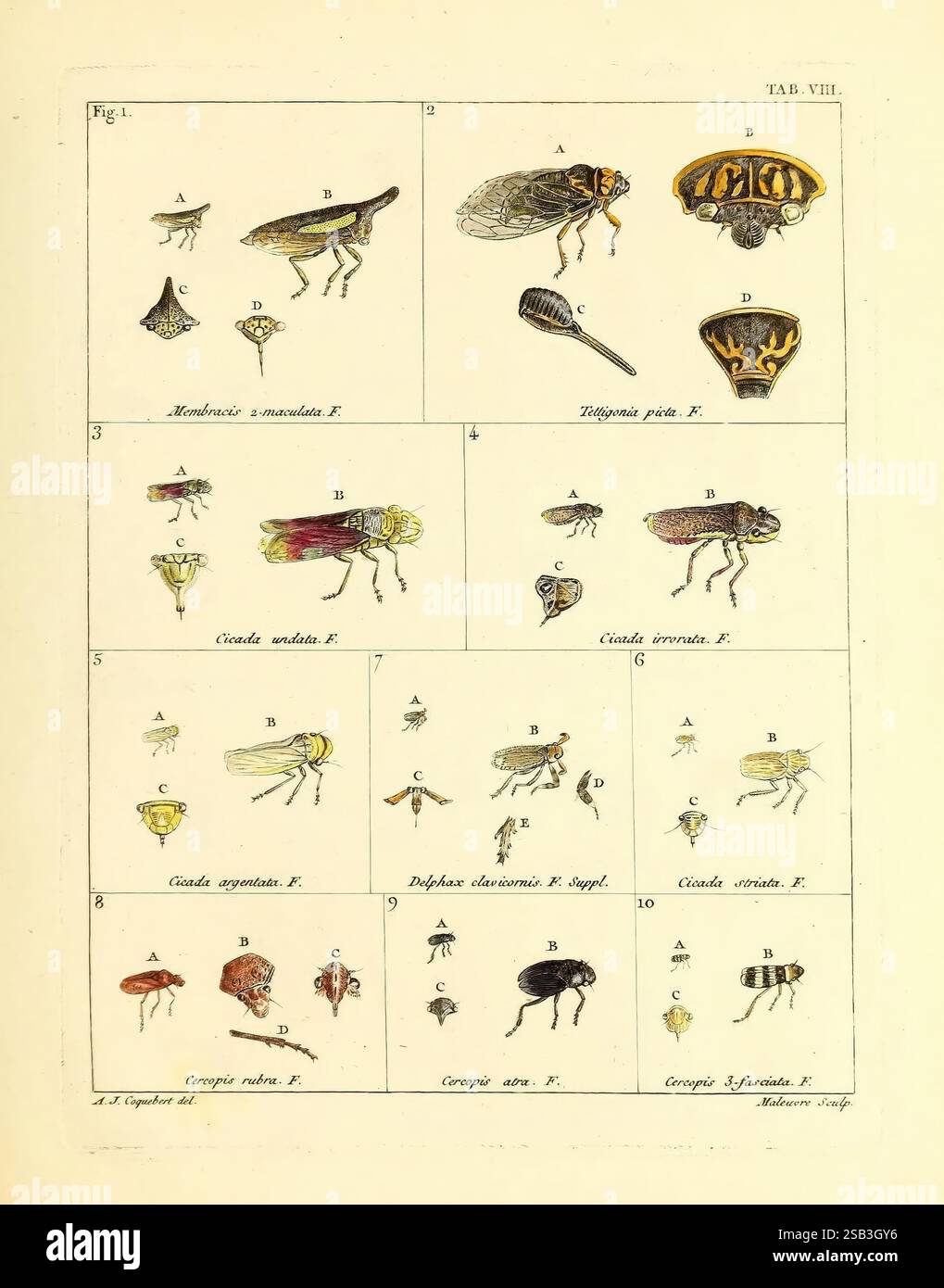 Insect visual traits hi-res stock photography and images - Alamy