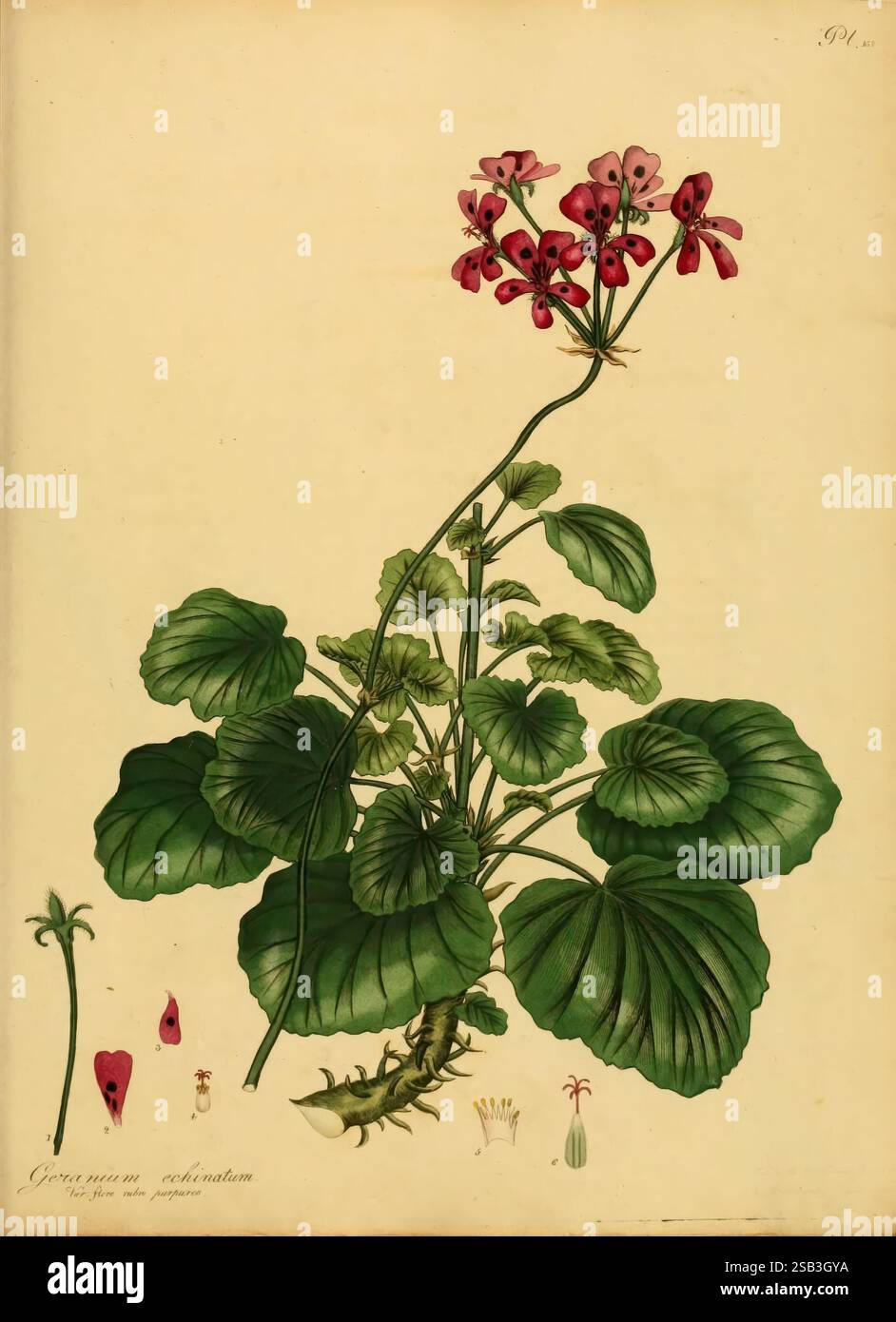 The, botanist's, repository, for new, and, rare, plants, London ...