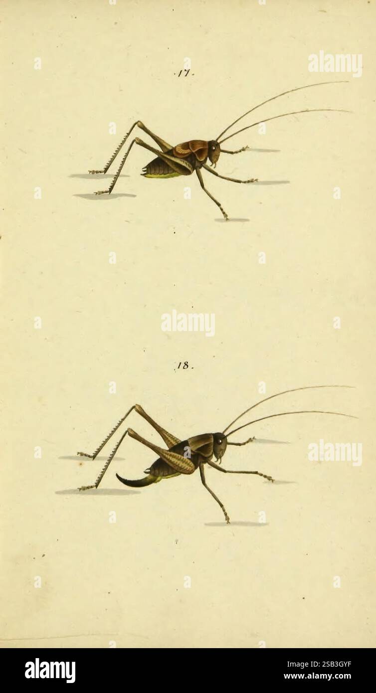 Symbola faunae insectorum Helvetiae exhibentia vel species novas vel ...
