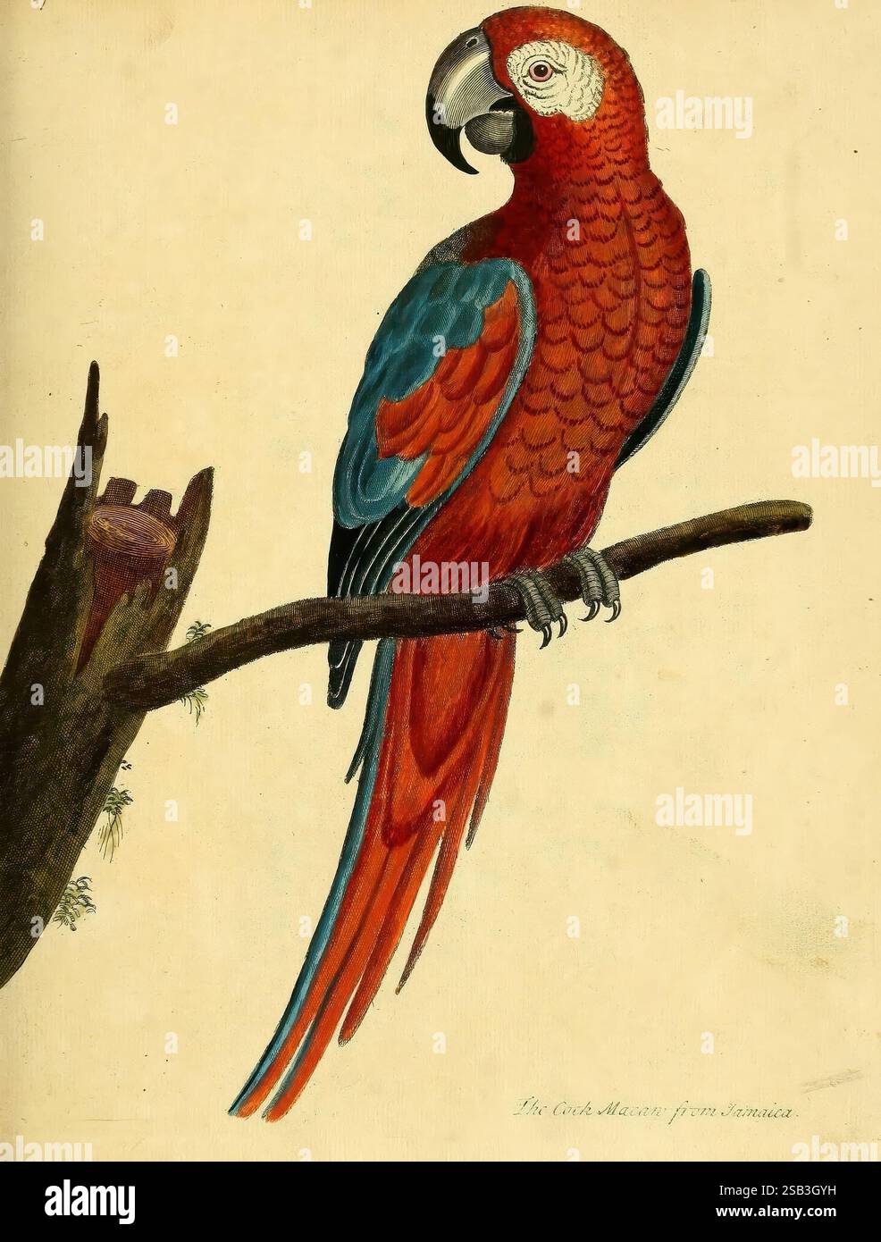 Parrots expressive face features hi-res stock photography and images ...
