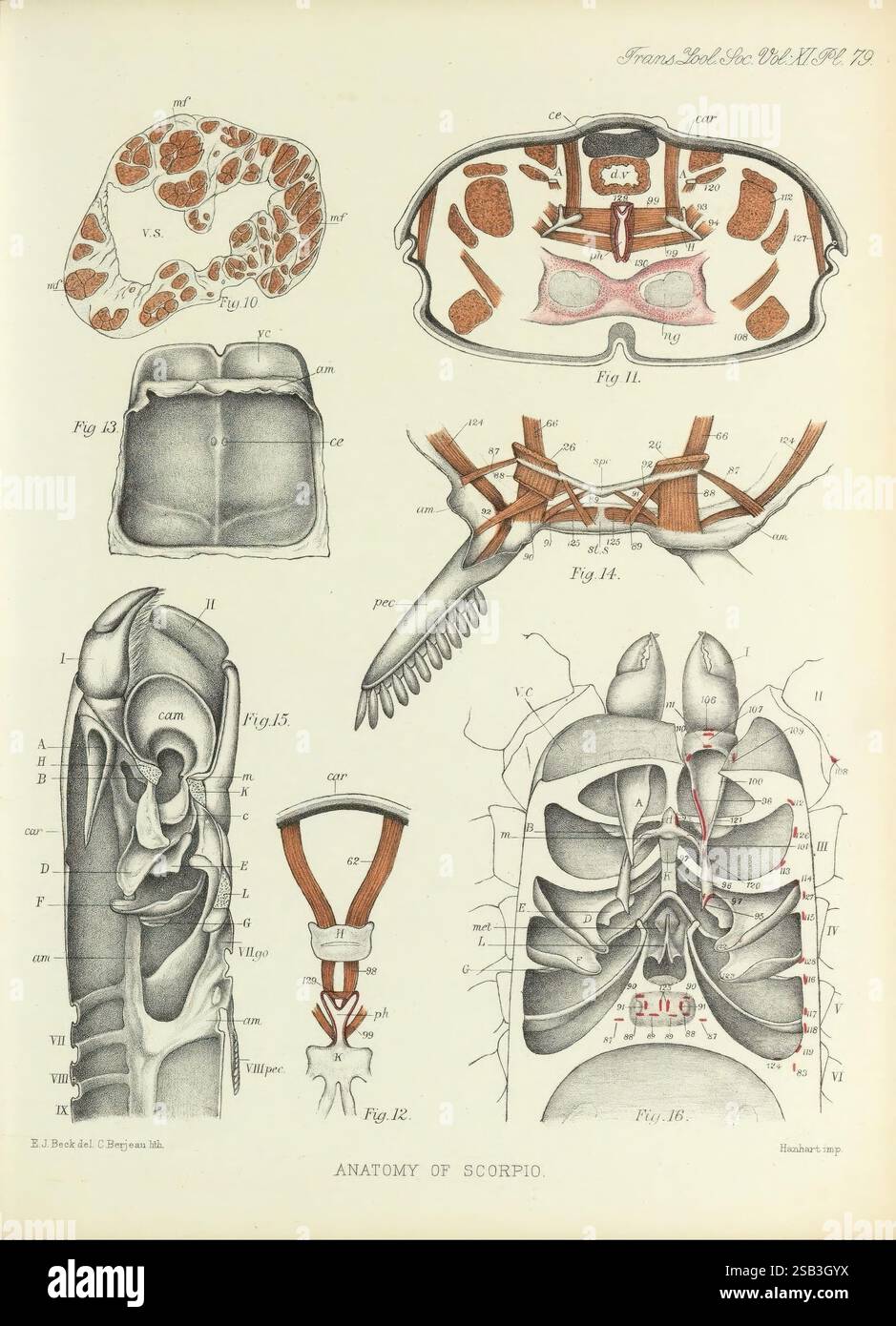 Includes detailed depictions of muscular systems hi-res stock ...