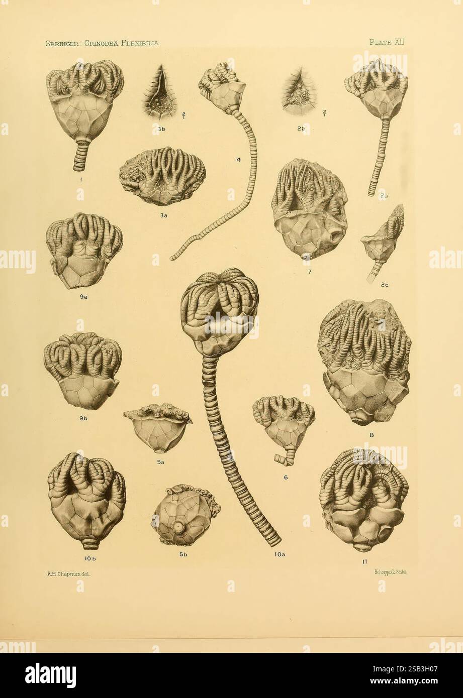 The Crinoidea, Flexibilia, Washington D.C, 1920, crinoid fossil., A ...