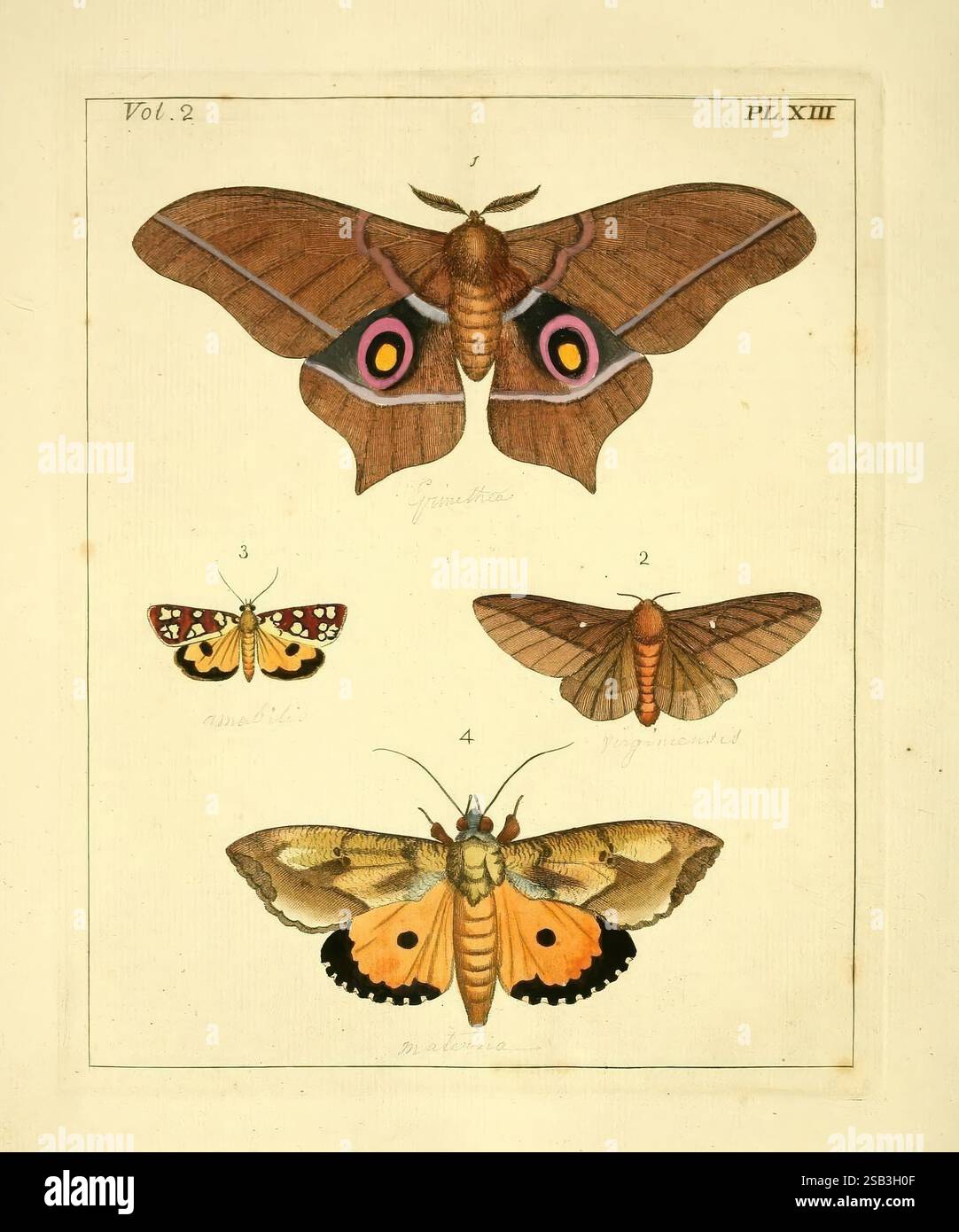 Exhibits earth toned wings hi-res stock photography and images - Alamy