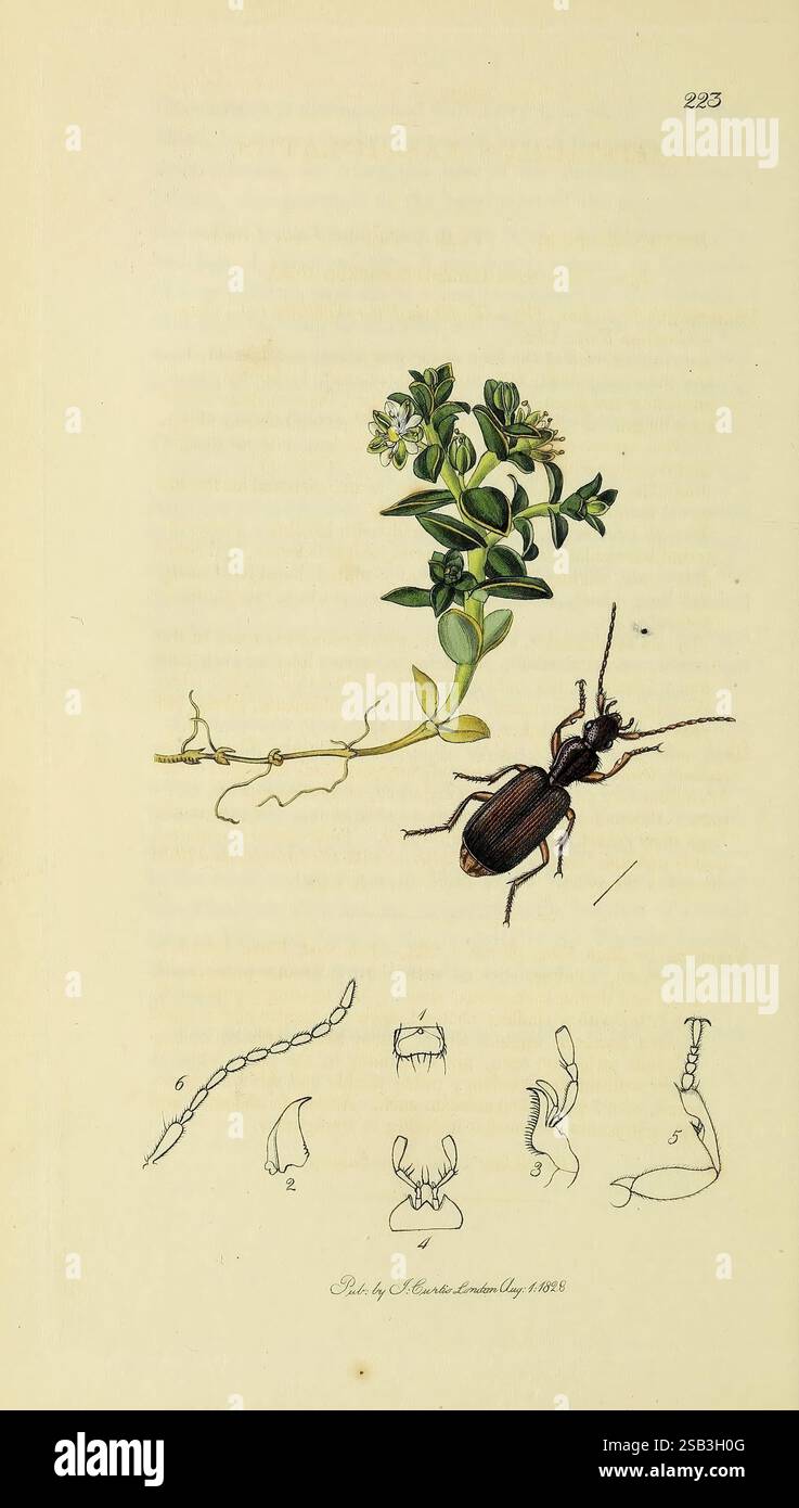 British Entomology London Printed for the author 1823-1840 [i.e. 1840 ...