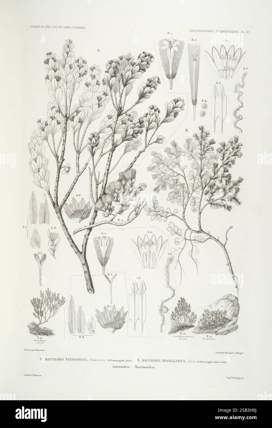 Botanique, Paris, Gide et Cie, 1845-1853, This illustration features ...