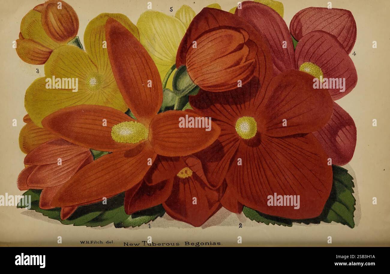 Overlapping shapes in bright colors hi-res stock photography and images ...