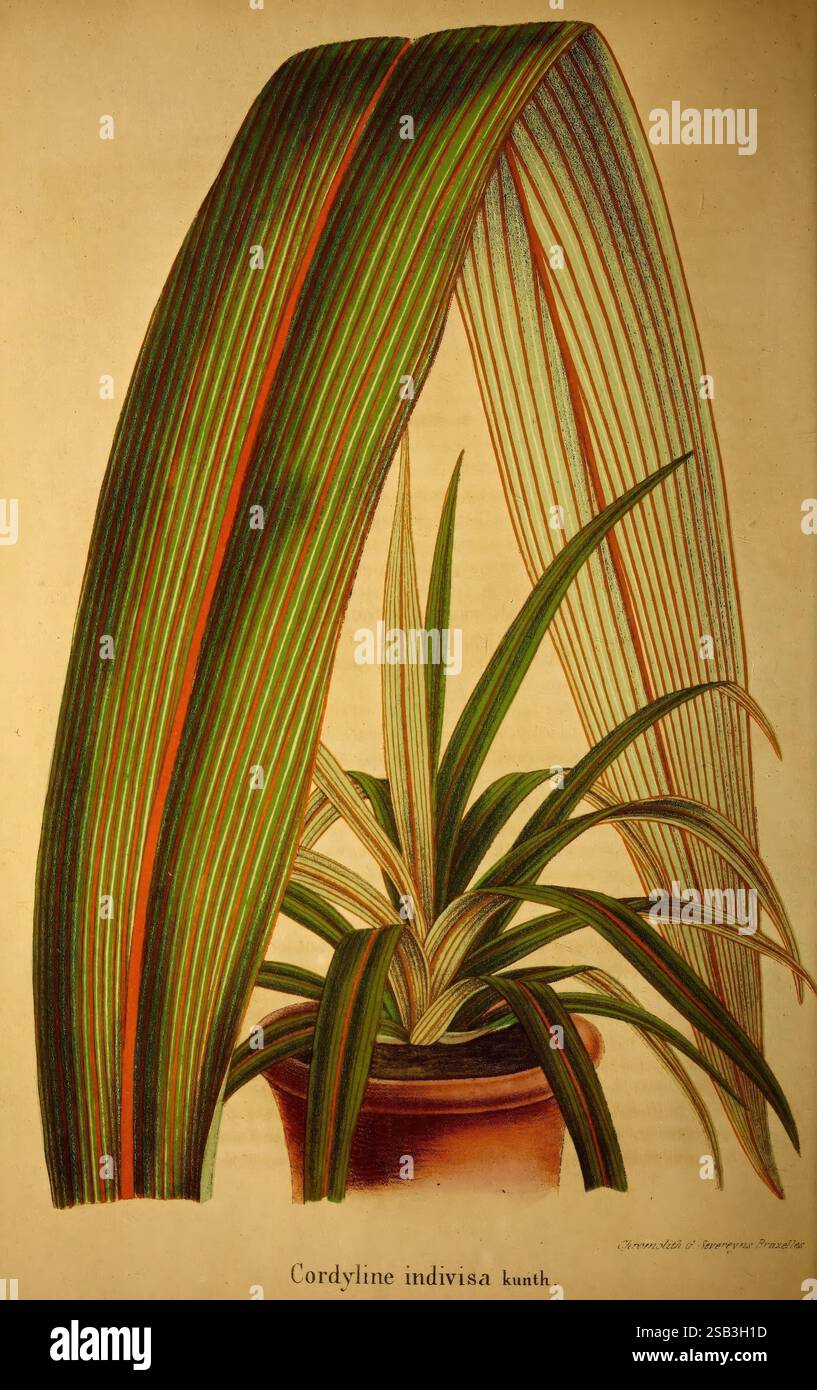 Cordyline indivisa plant hi-res stock photography and images - Alamy