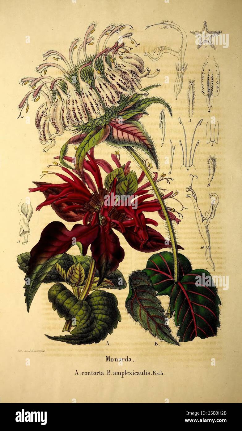 Belgique horticole Liége botany horticulture periodicals plants, The ...