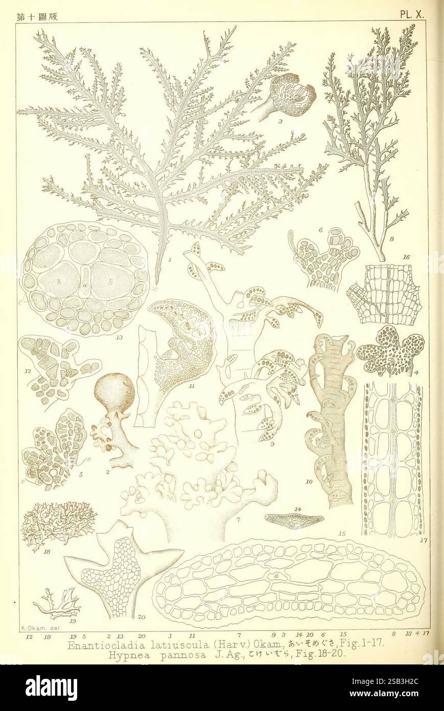 Icones of Japanese algae, Tokyo, Kazamashobo 1907-1942, algae, botany ...