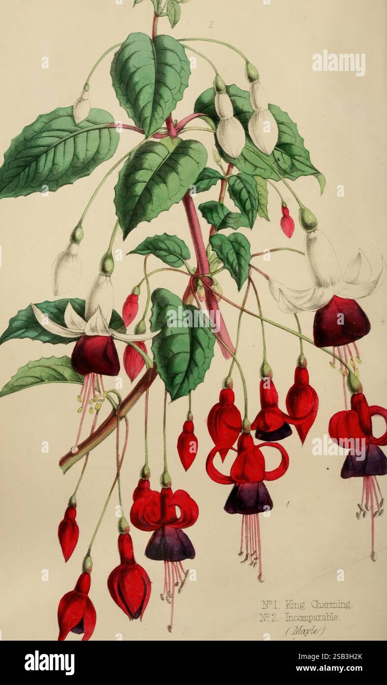 Characteristic drooping shape hi-res stock photography and images - Alamy