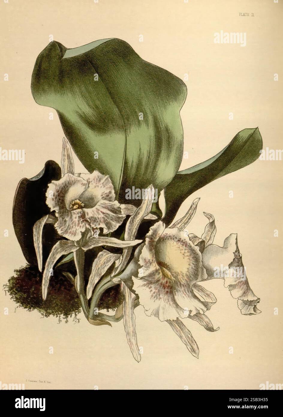 Paxton's Flower Garden London Bradbury And Evans 1850 1853, The ...