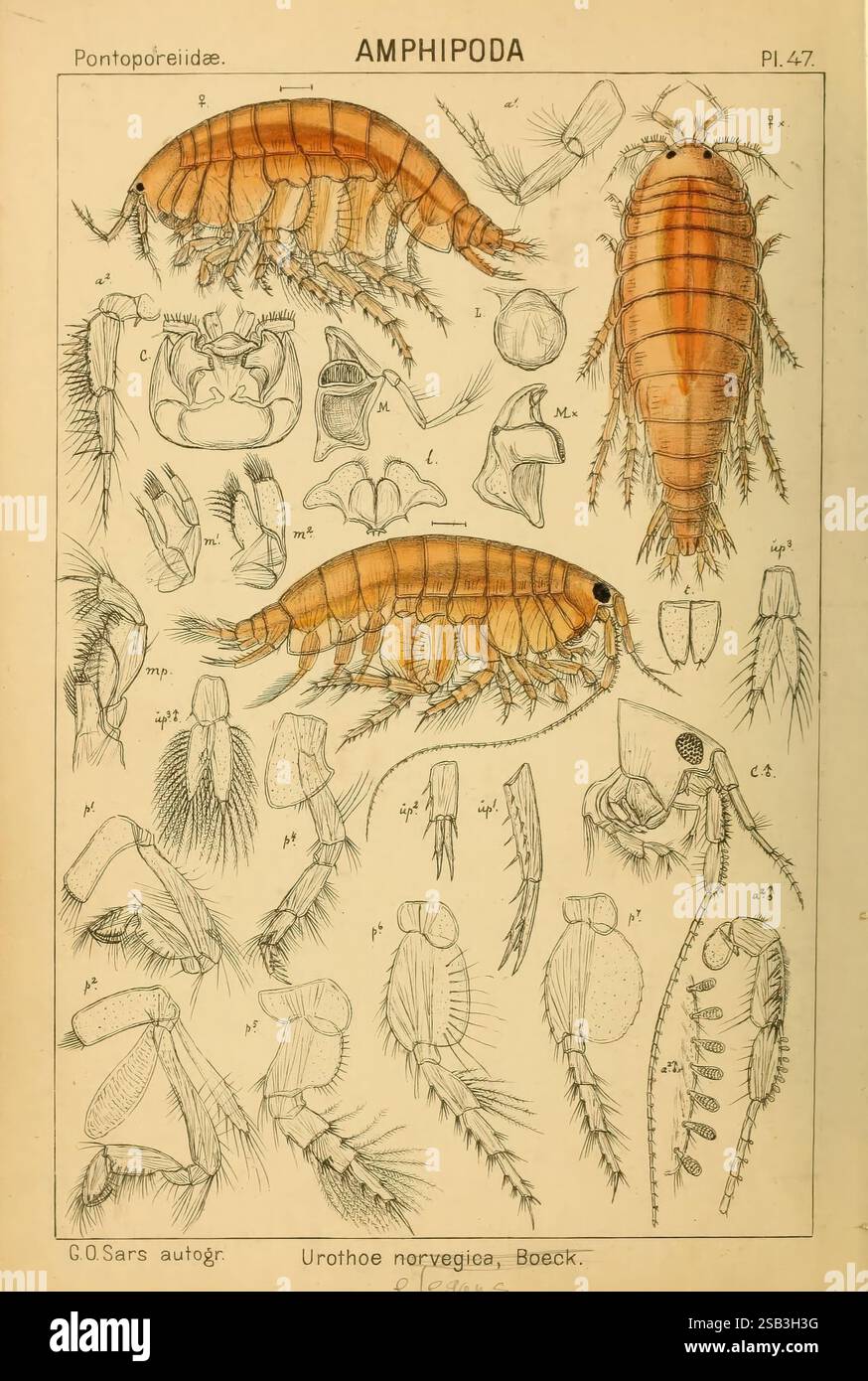 An account of the Crustacea of Norway, Christiania, A. Cammermeyer ...