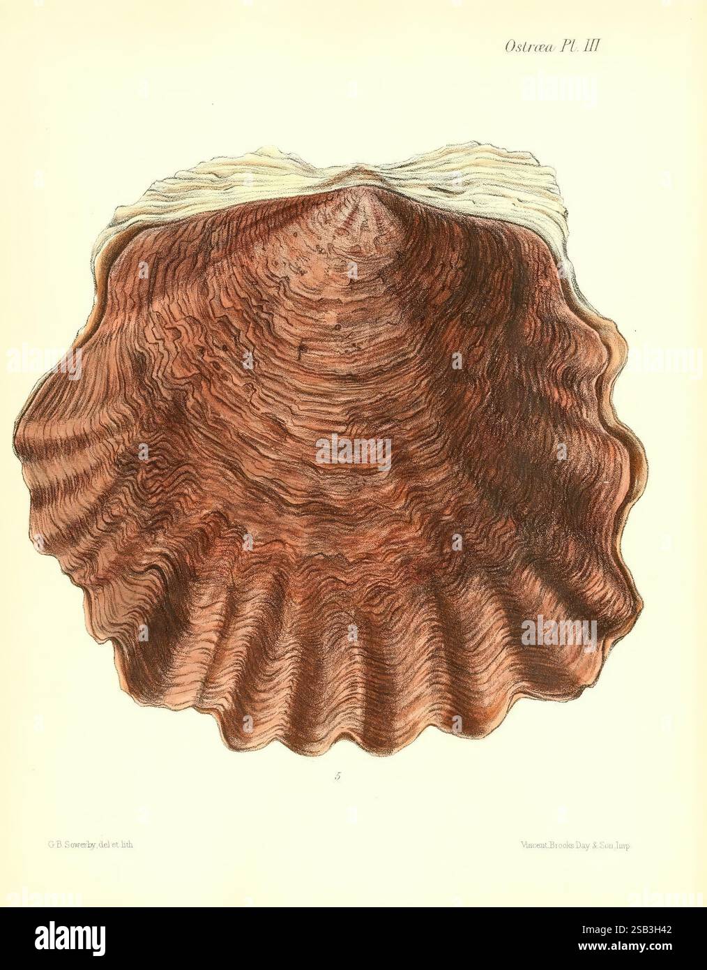 Conchologia iconica, or Illustrations of the shells of molluscous ...