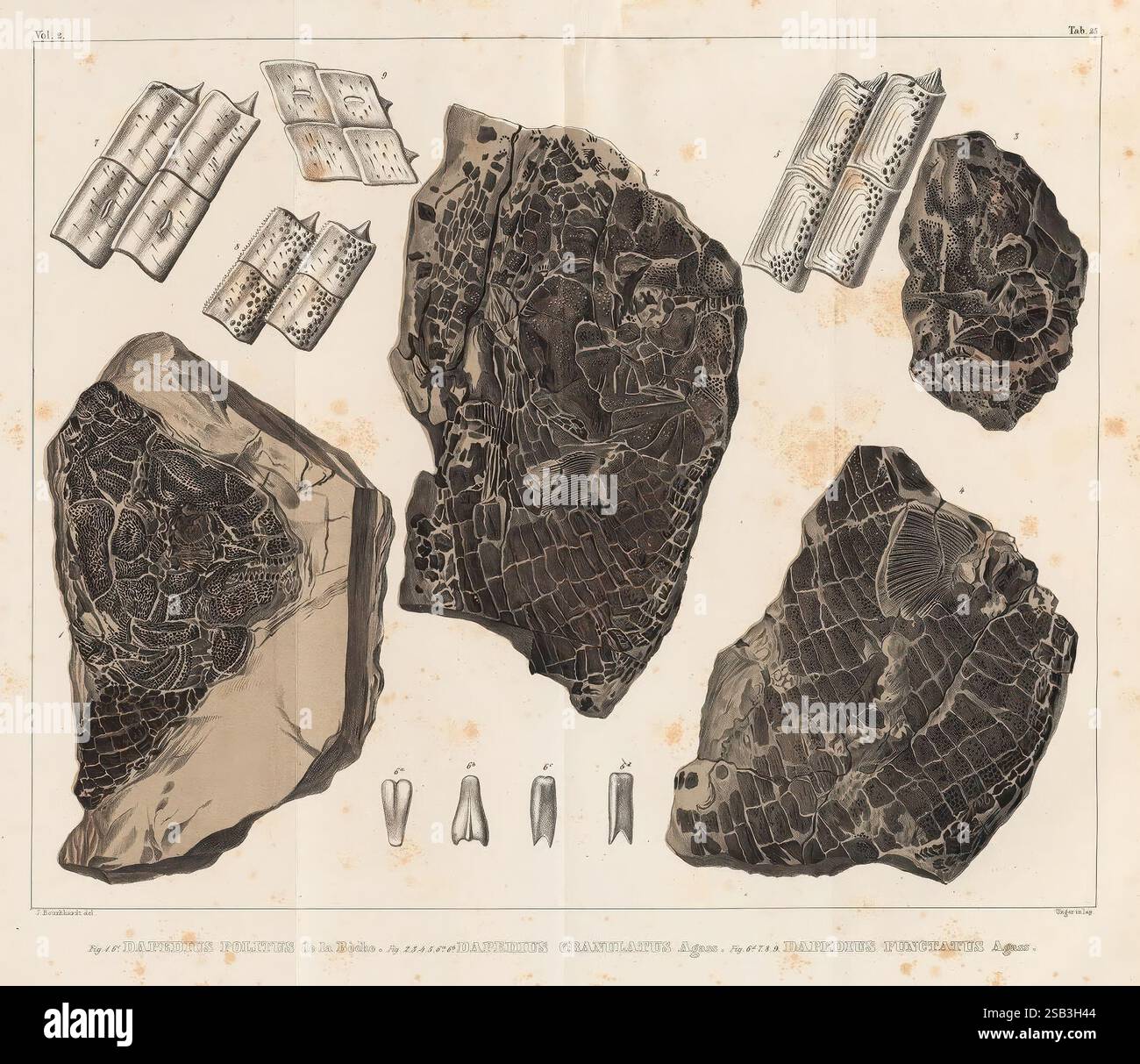 Illustration features three fossil specimens hi-res stock photography ...