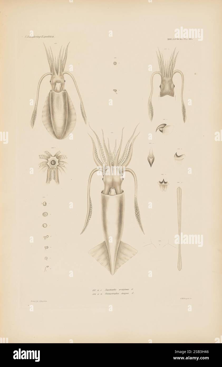 Label key anatomical components hi-res stock photography and images - Alamy
