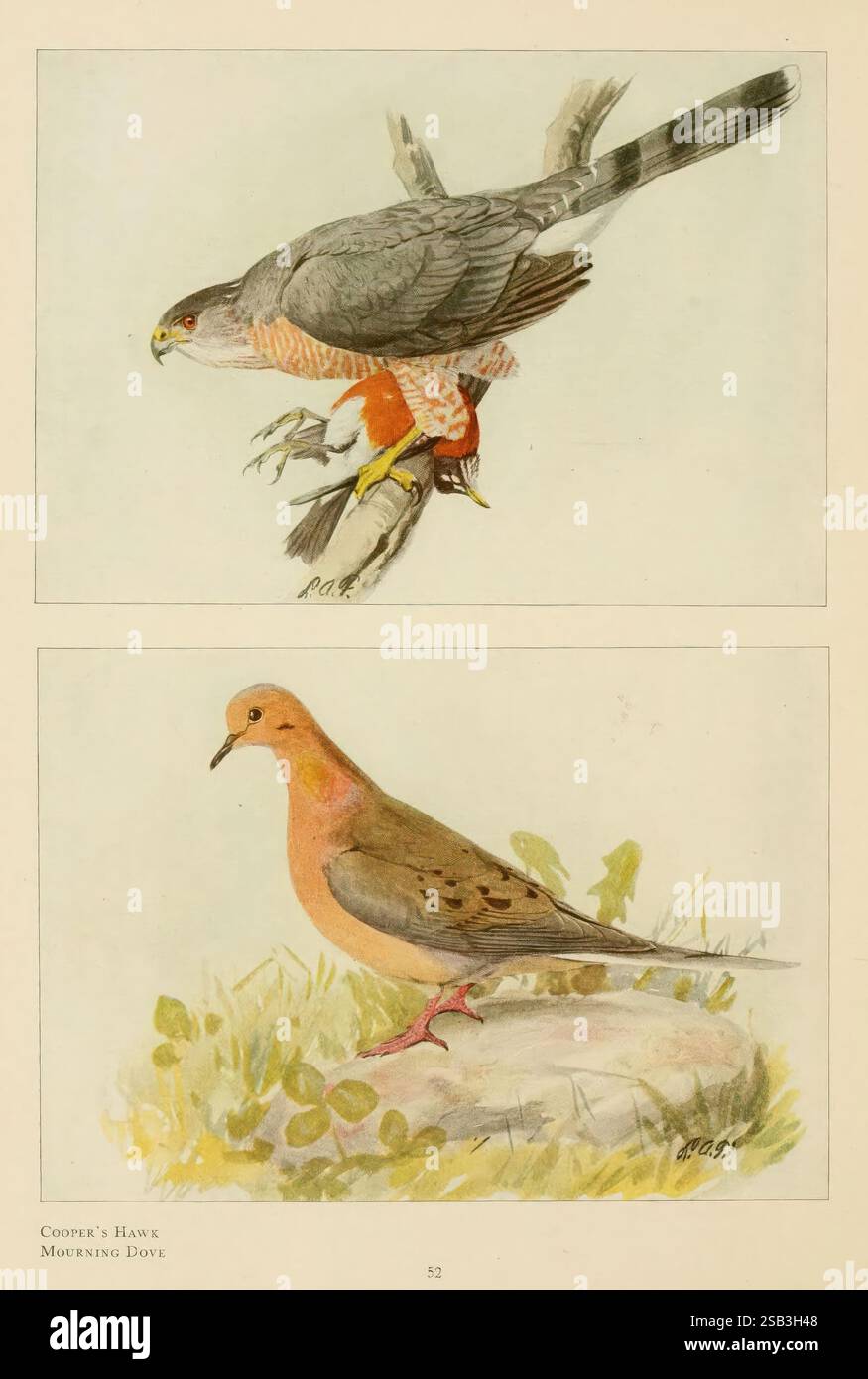 The book of birds, Common birds of town and country, American game ...