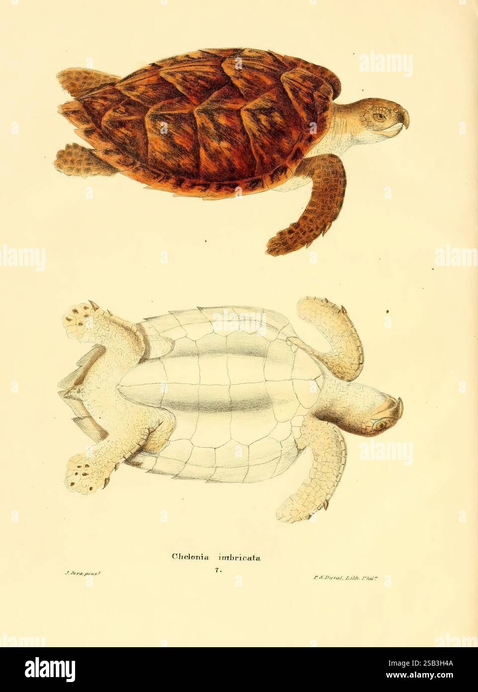 North American herpetology Philadelphia J. Dobson 1836-1840 Amphibians ...