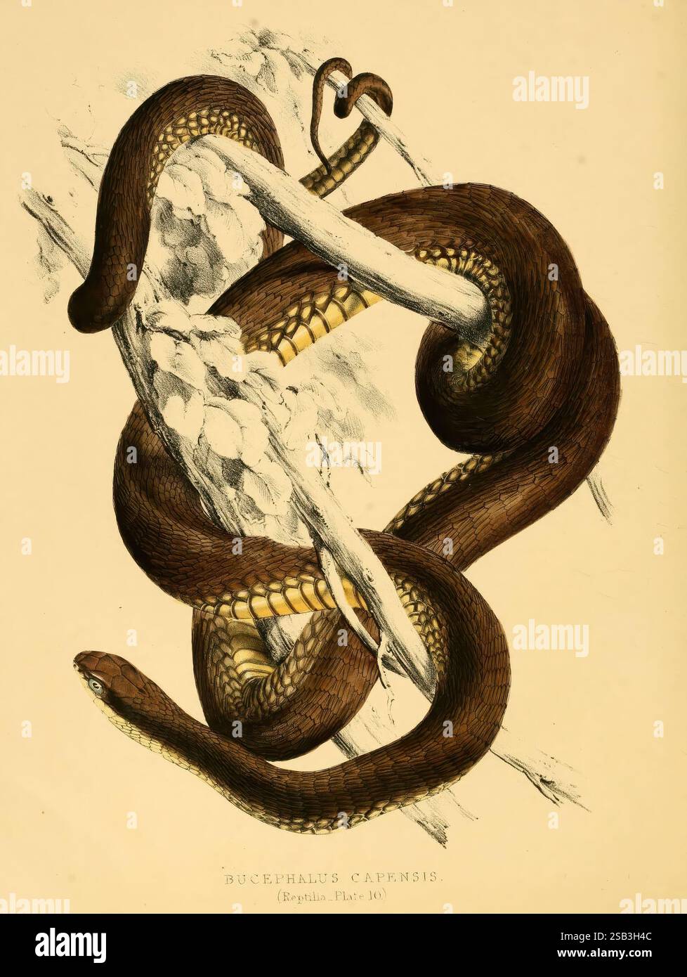 Illustrations of the Zoology of South Africa, v.3. London, Smith, Elder ...