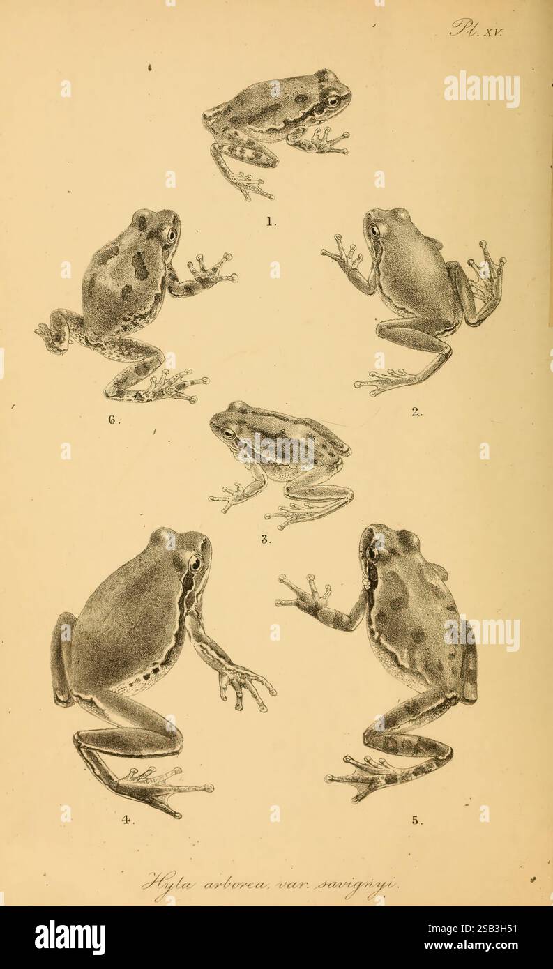 The tailless batrachians of Europe, London, 1897-98, Europe, frogs ...