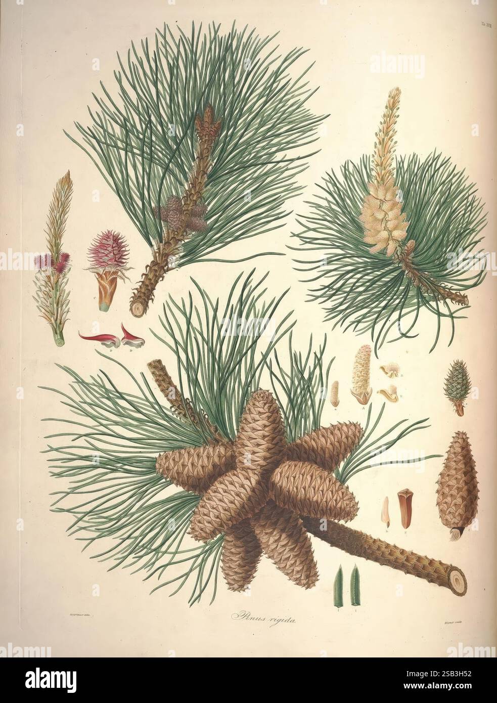 A description of the genus Pinus London J. White 1803-1824 Pinaceae Pinus rigida, The ...