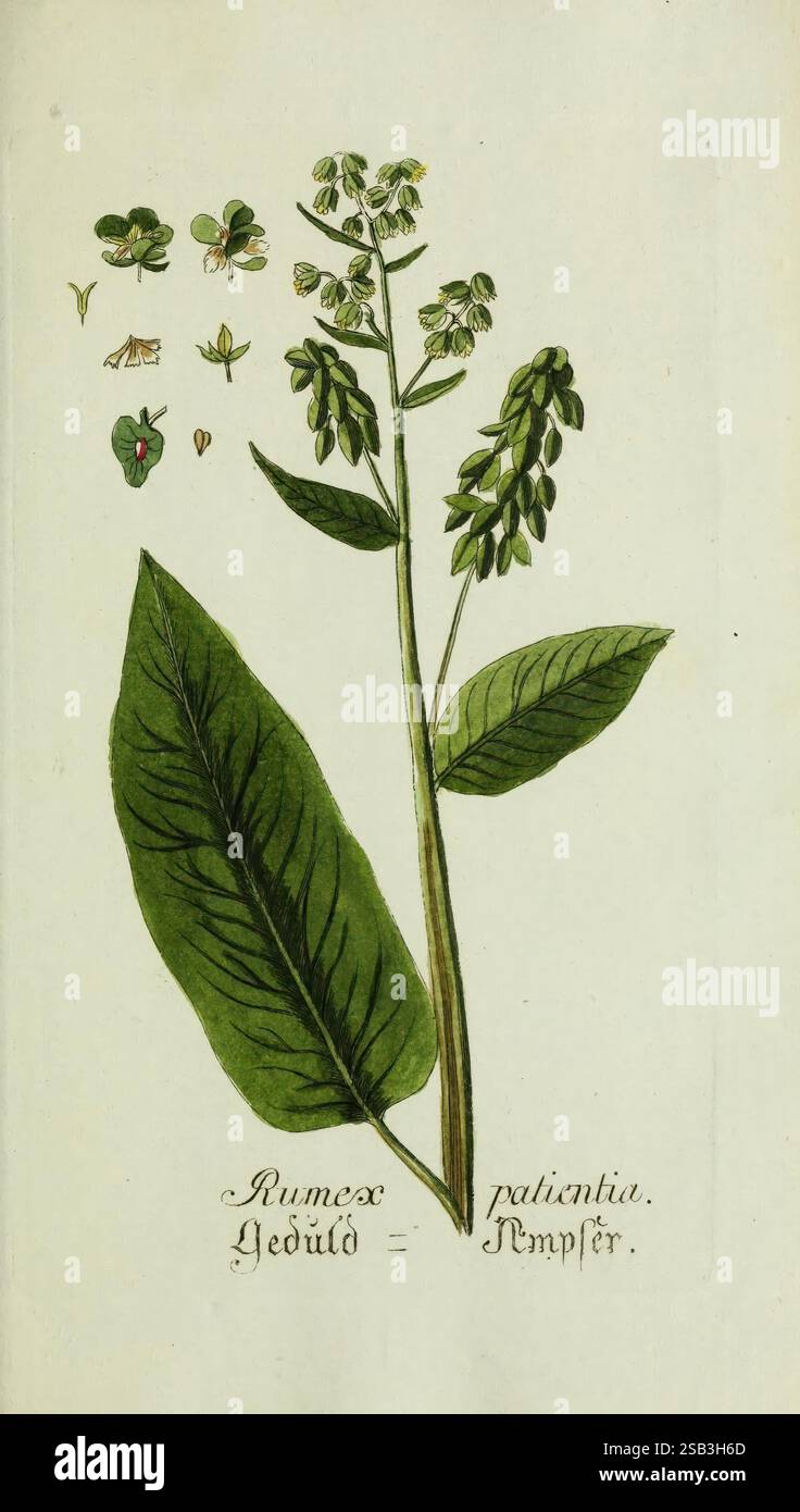 Plantarum indigenarum et exoticarum icones ad vivum coloratae, oder ...