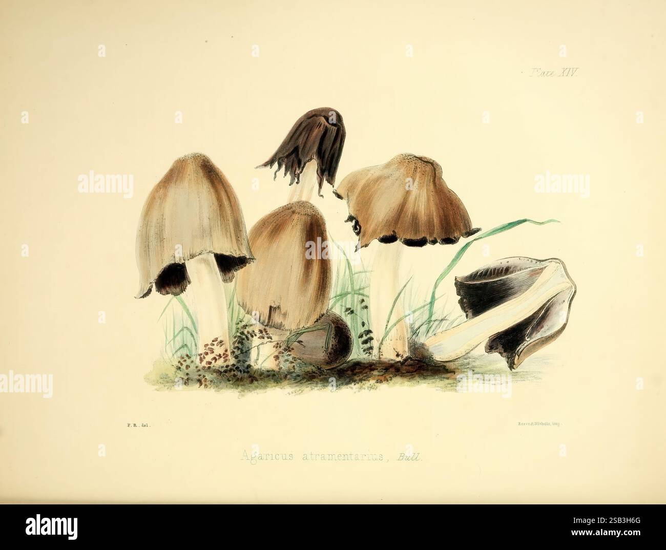 Illustration features several distinct shapes hi-res stock photography ...