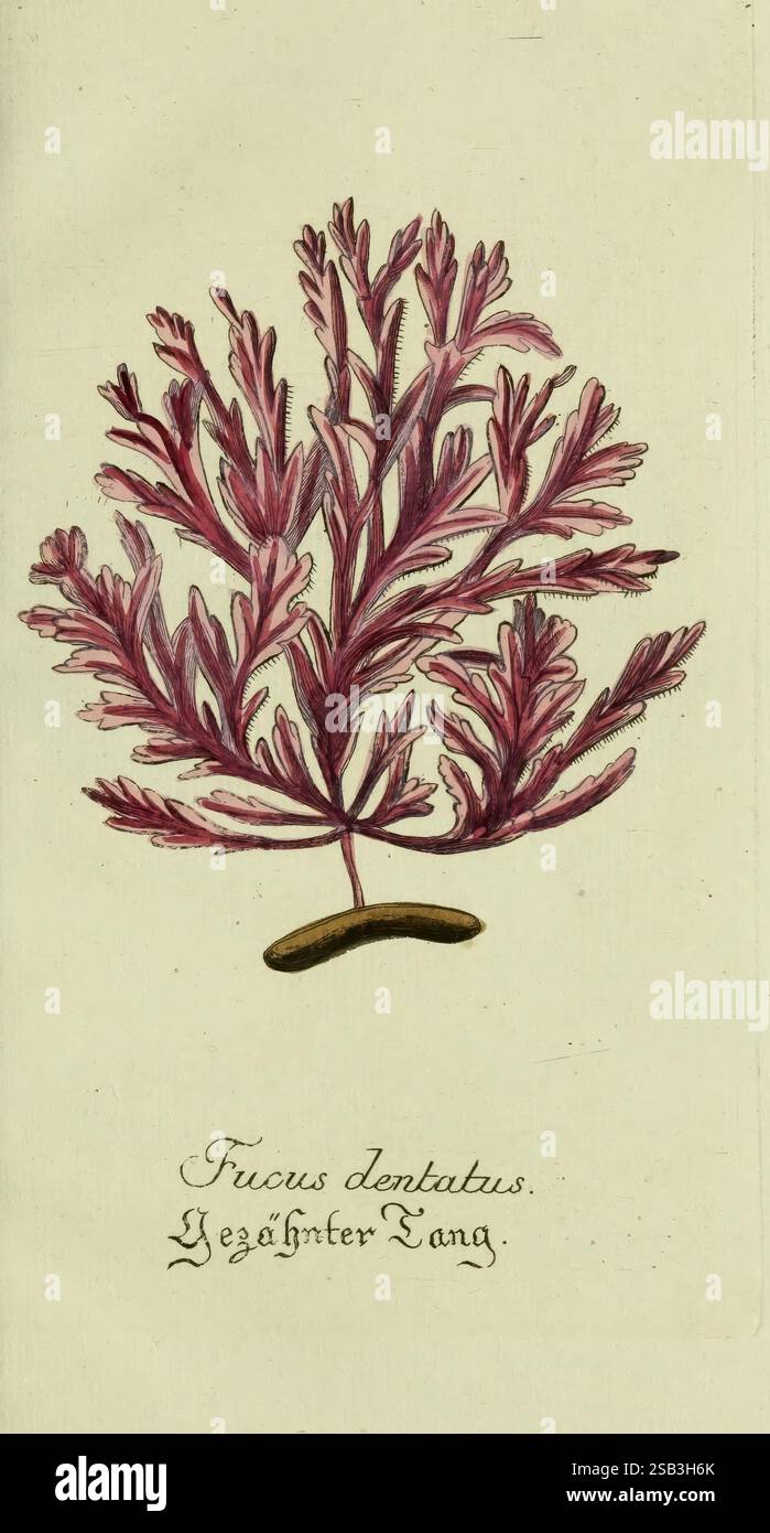 Seaweed specimen labeled hi-res stock photography and images - Alamy