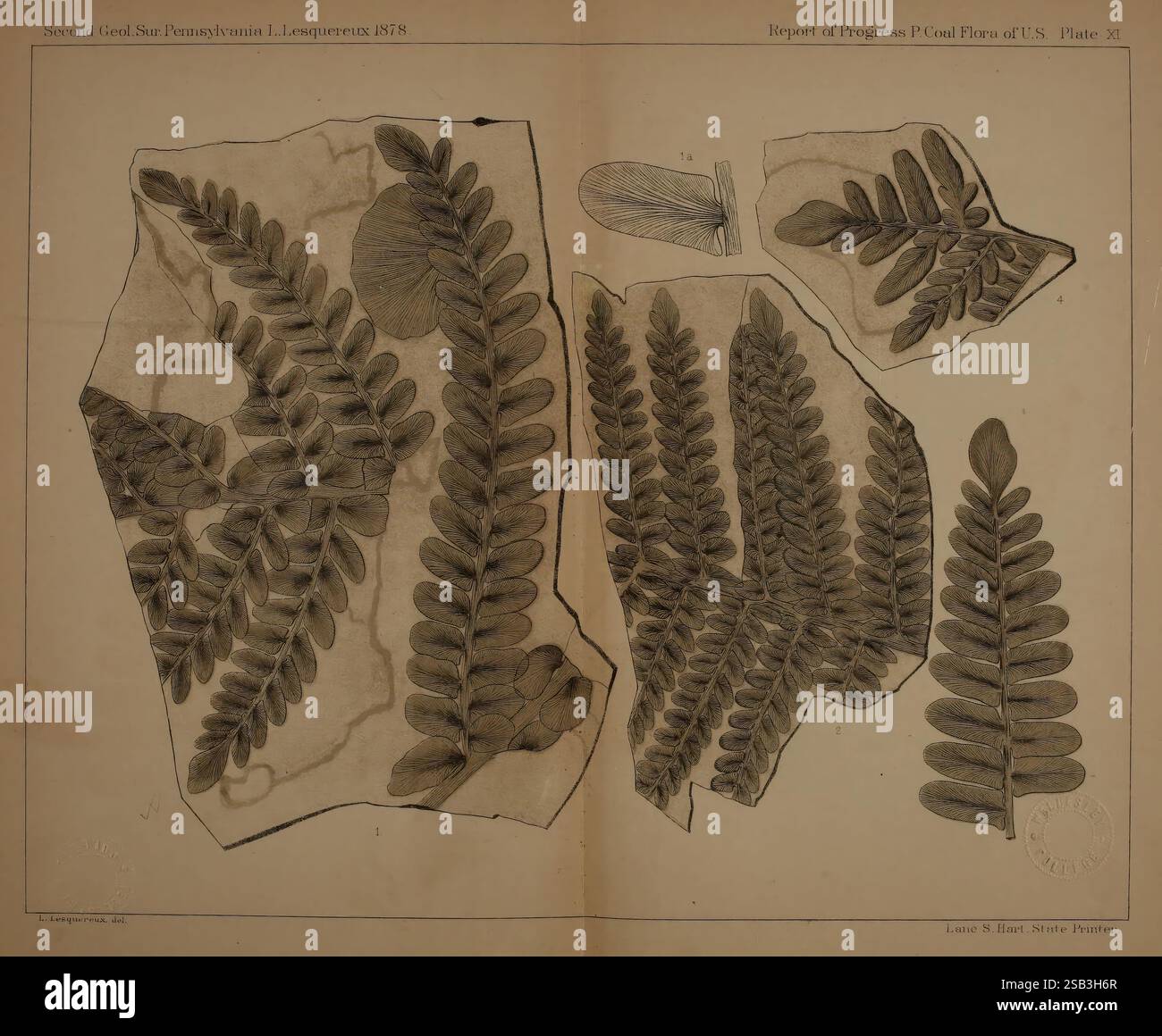 Description of the coal flora of the Carboniferous formation in ...