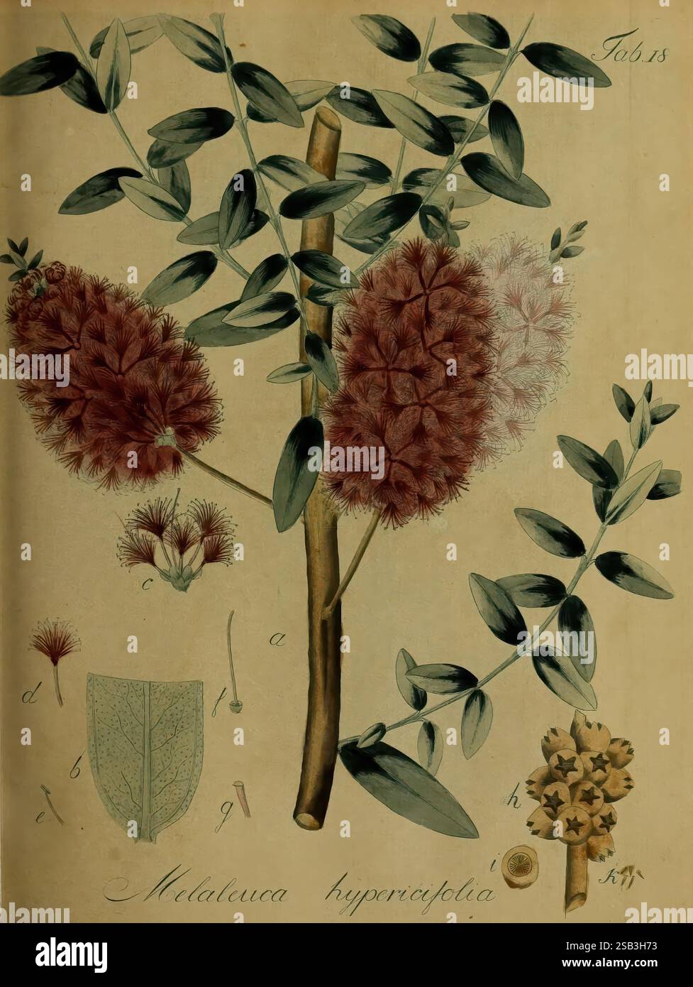 Collectio plantarum tam exoticarum, quam indigenarum, cum delineatione ...
