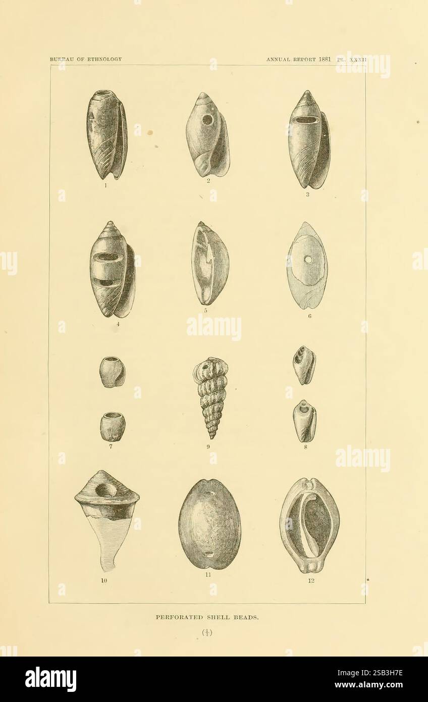 Holmes busycon perversum sinistrofulgur perversum shell hi-res stock ...