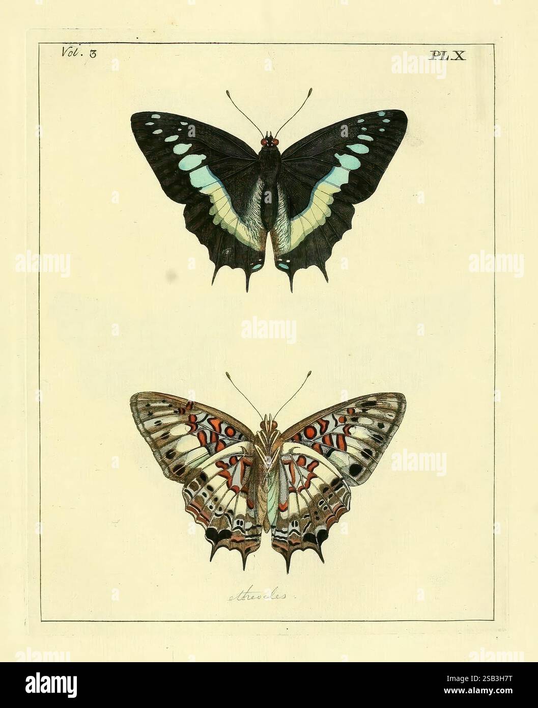 Featuring deep black wings adorned hi-res stock photography and images ...