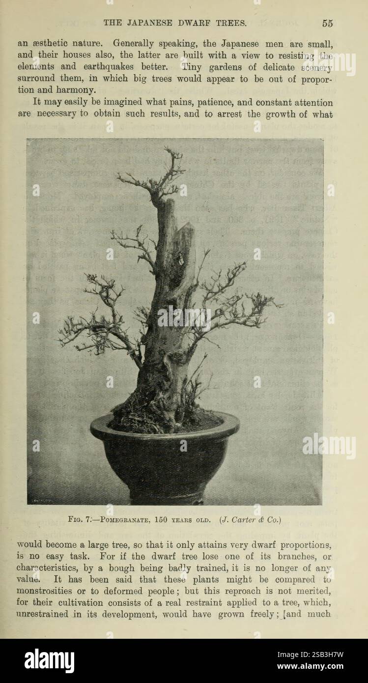 Japanese dwarf trees features hi-res stock photography and images - Alamy