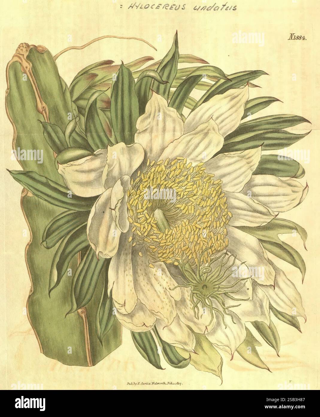 Curtis's botanical magazine, London, New York, botanical illustration ...