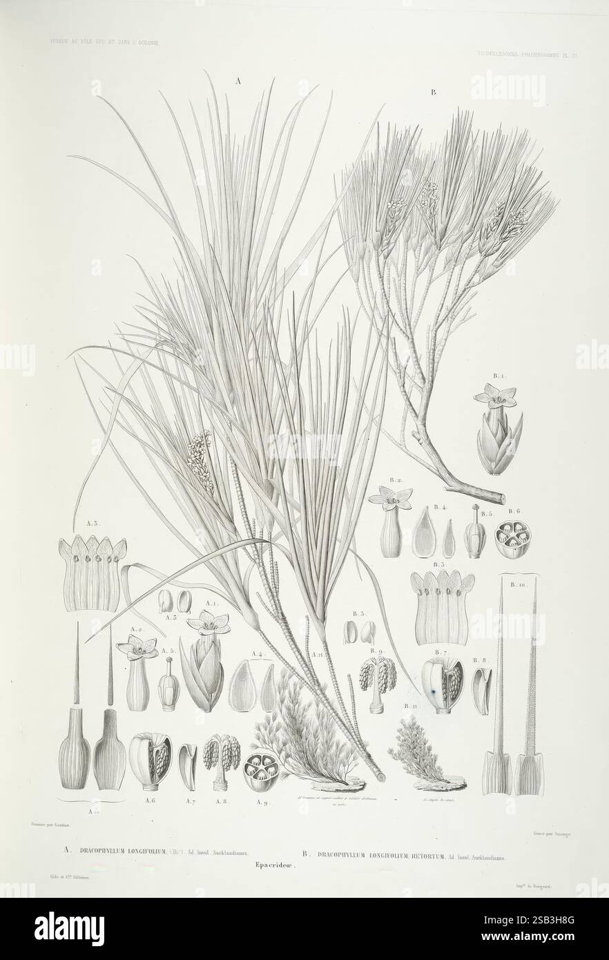 Botanique, Paris, Gide et Cie, 1845-1853., An intricate botanical ...