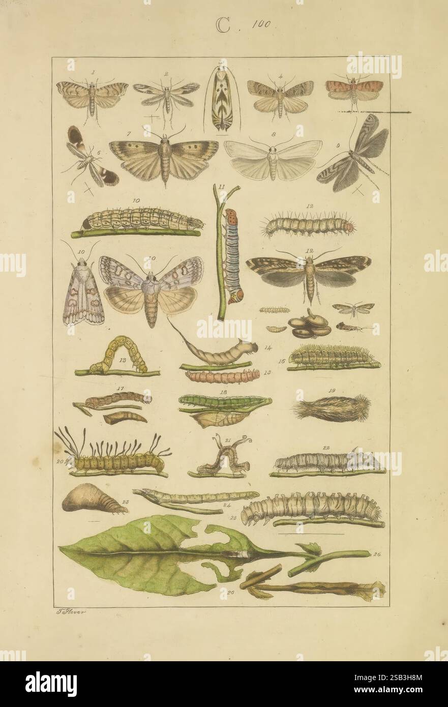 Lepidoptera, Manuscript, [Between 1873-1883?], Lepidoptera, Life cycles ...