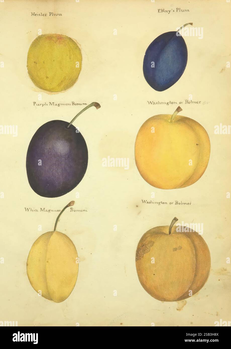 Showcasing six different varieties hi-res stock photography and images ...