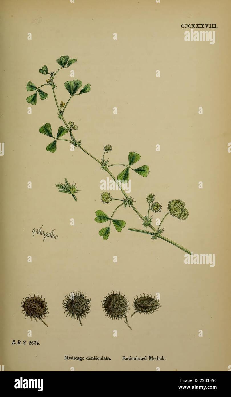 Labeled morphological details hi-res stock photography and images - Alamy