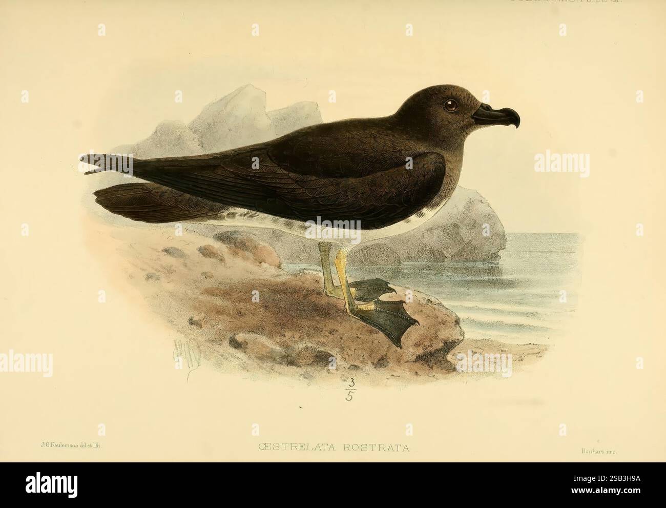 Oestrelata rostrata hi-res stock photography and images - Alamy