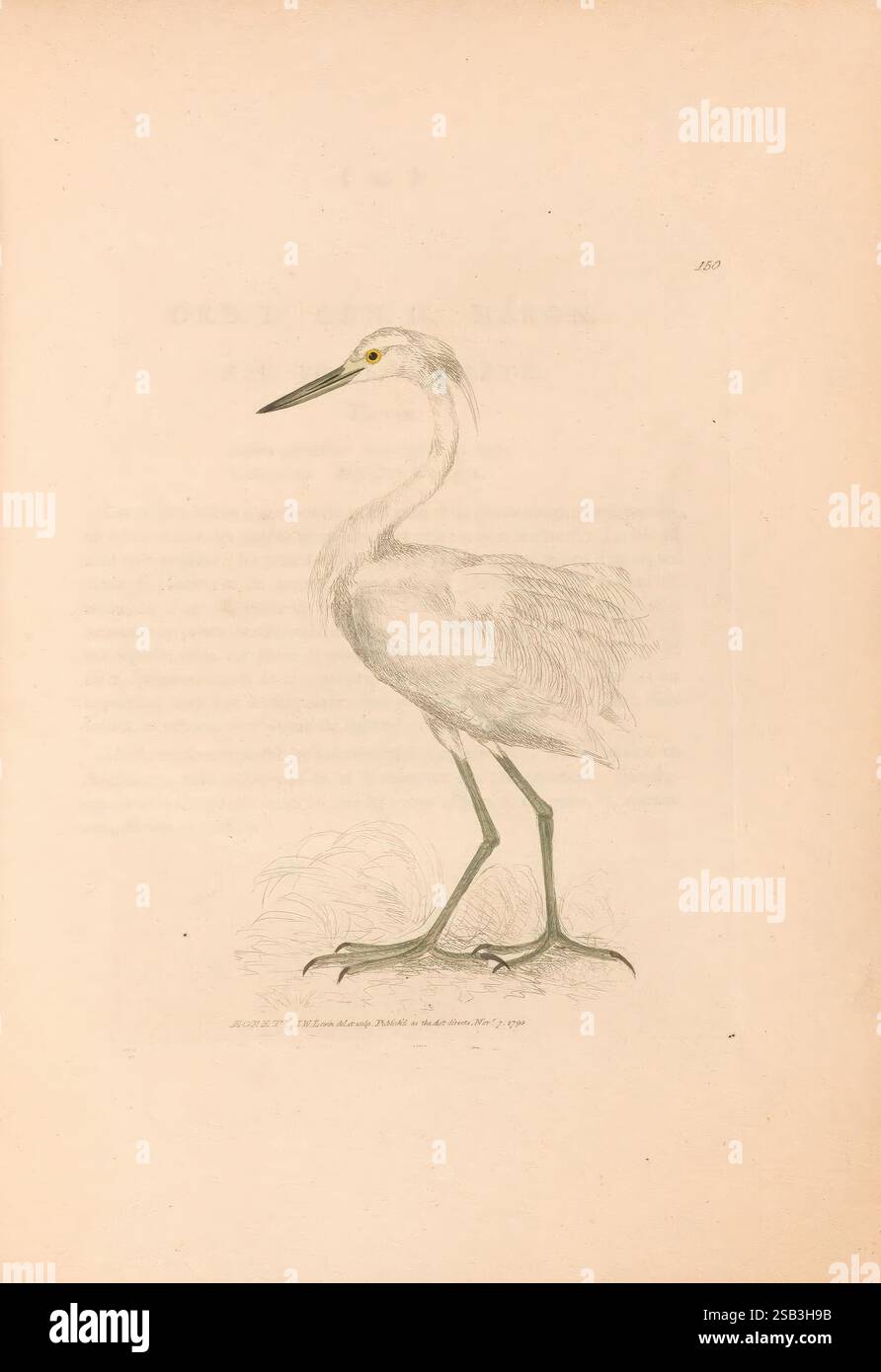 Birds classification within hi-res stock photography and images - Alamy