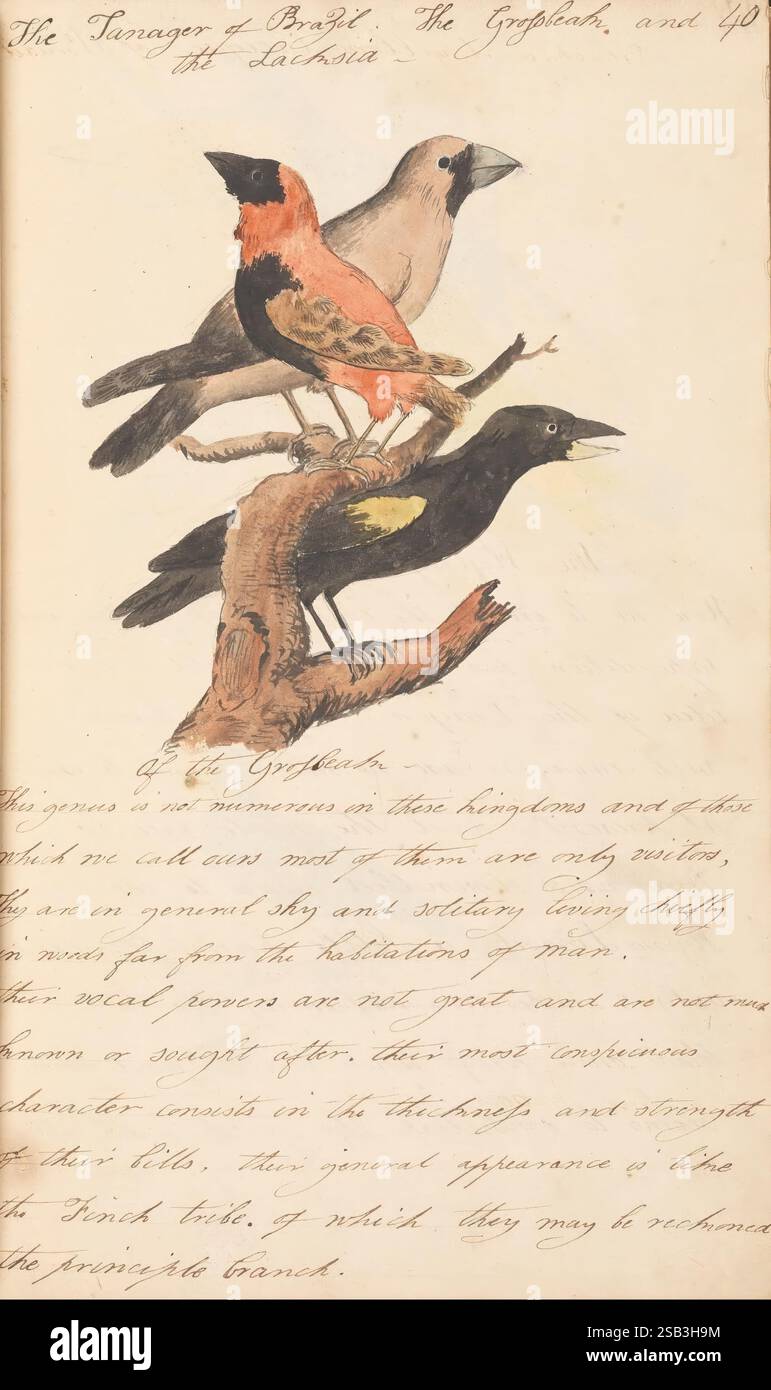 Top bird displays vibrant plumage hi-res stock photography and images ...