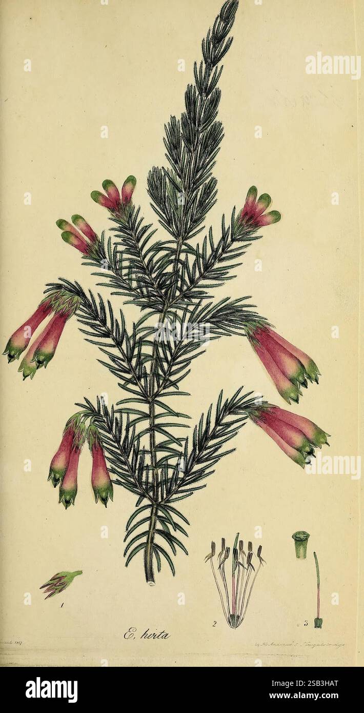 The, heathery, or A, monograph, of, the, genus, Erica, London, Henry, G ...