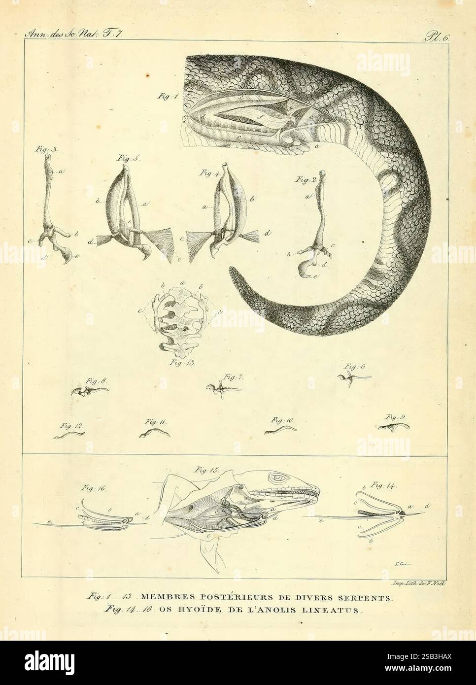 Annales des Sciences Naturelles, Paris, Crochard, reptiles, snakes ...