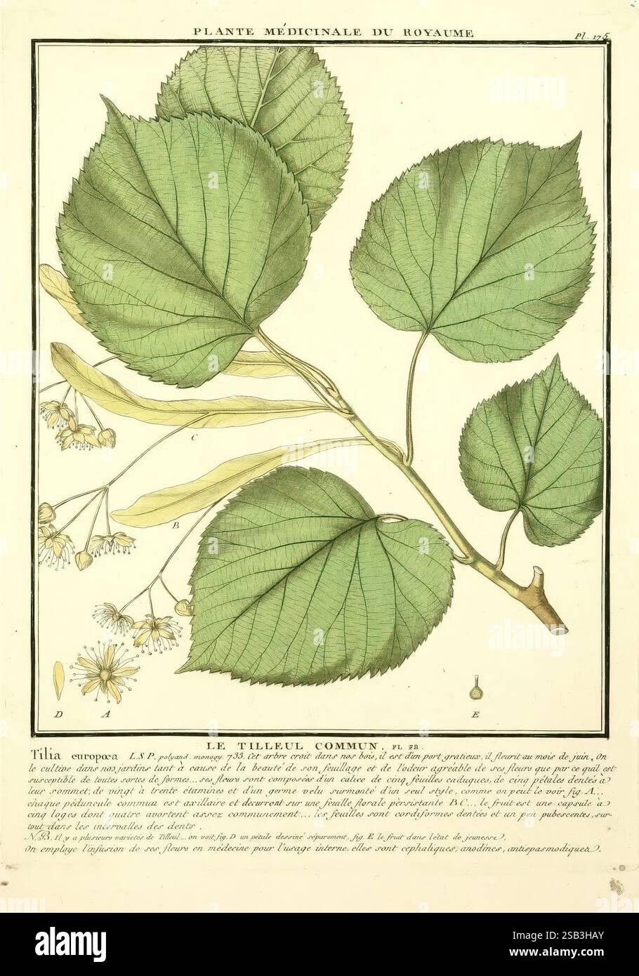 Herbier de la France, Paris, Chez l'auteur, Didot, Debure, Belin, 1780 ...