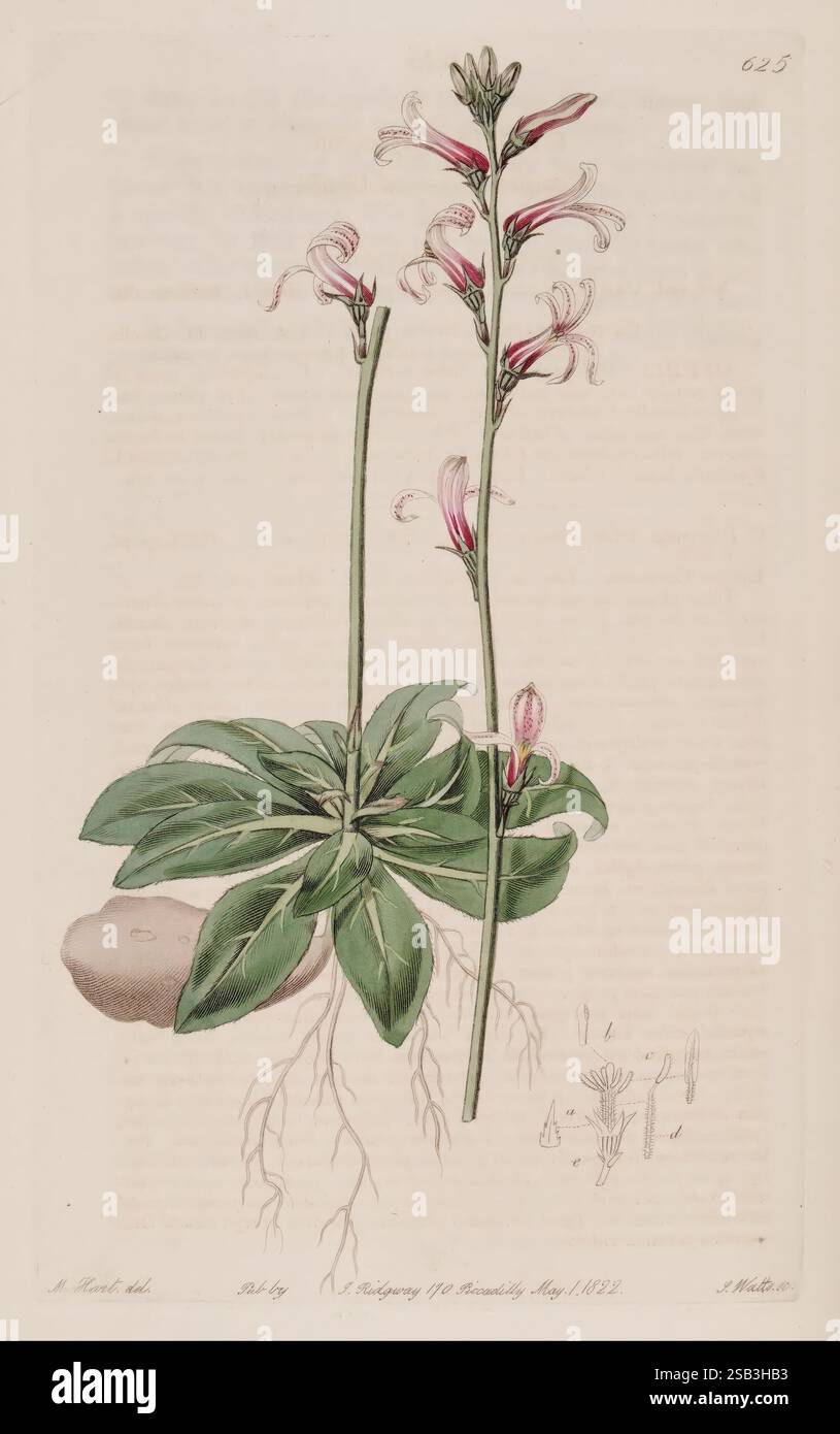 The Botanical Register London Printed for James Ridgway 1815-1828 1815 ...