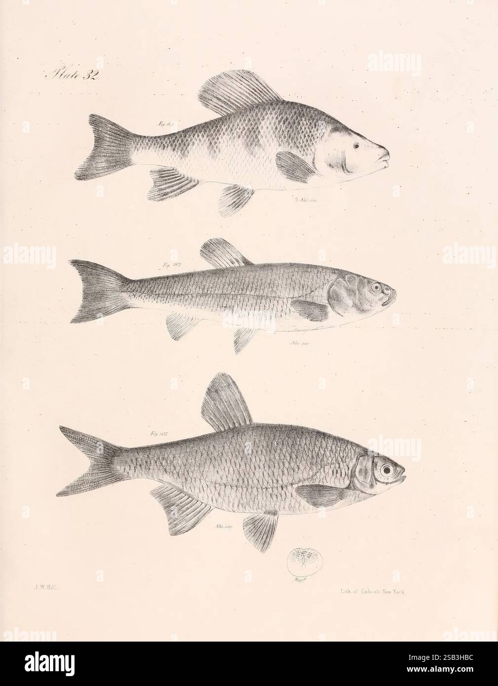 Zoology of New York, Albany, W. & A. White & J. Visscher, 1842-44 ...