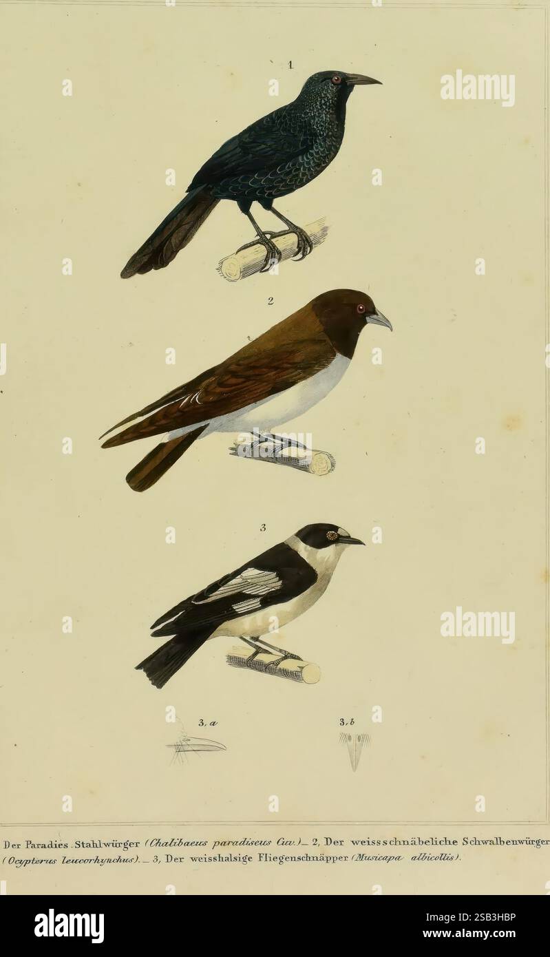 Artwork showcases three distinct bird species hi-res stock photography ...