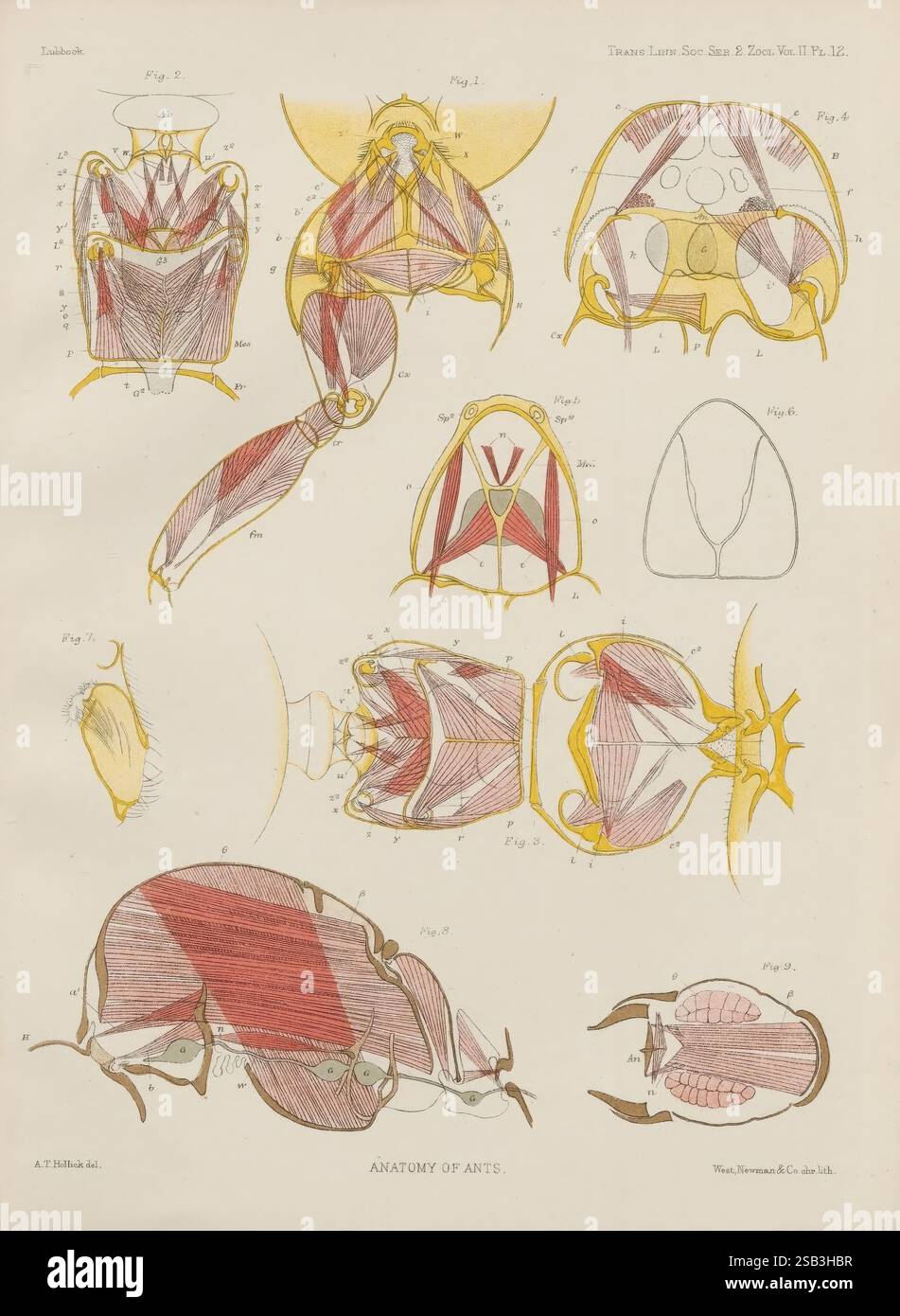 Complexity of ant anatomy hi-res stock photography and images - Alamy