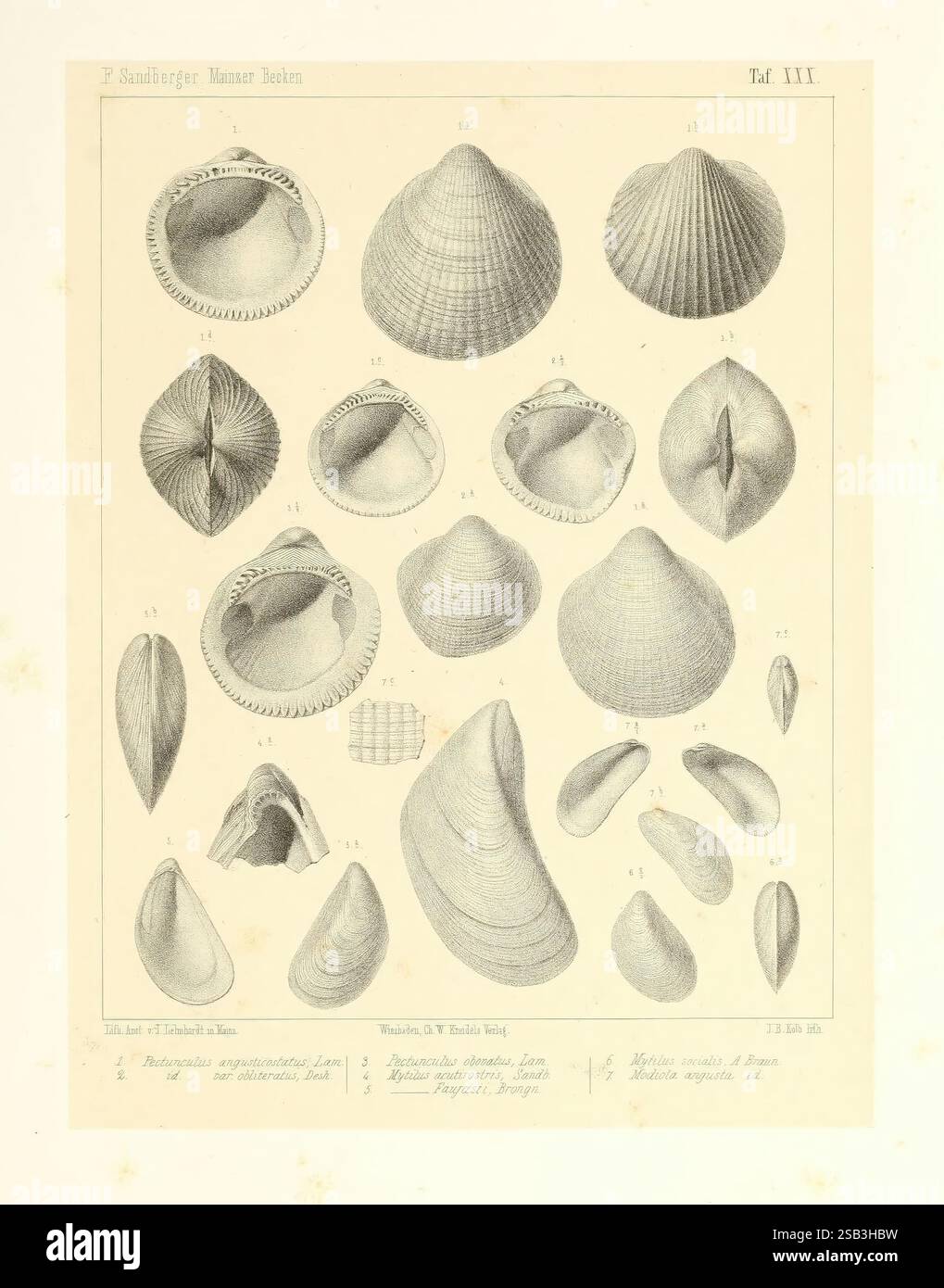 Showcasing different species of bivalves hi-res stock photography and ...