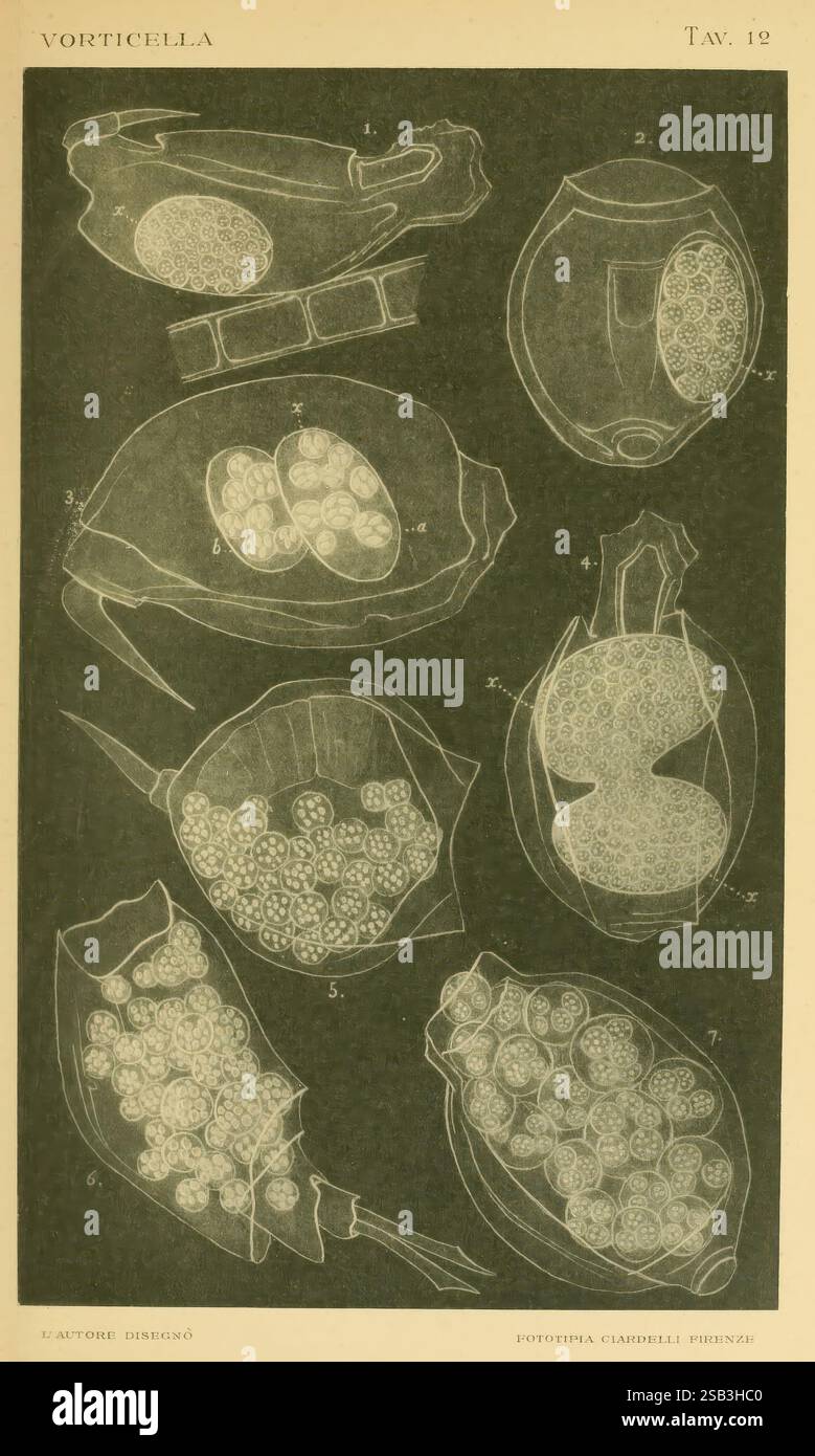 Genesi, organizzazione e metamorfosi degli infusori, Firenze, Tipo. di ...