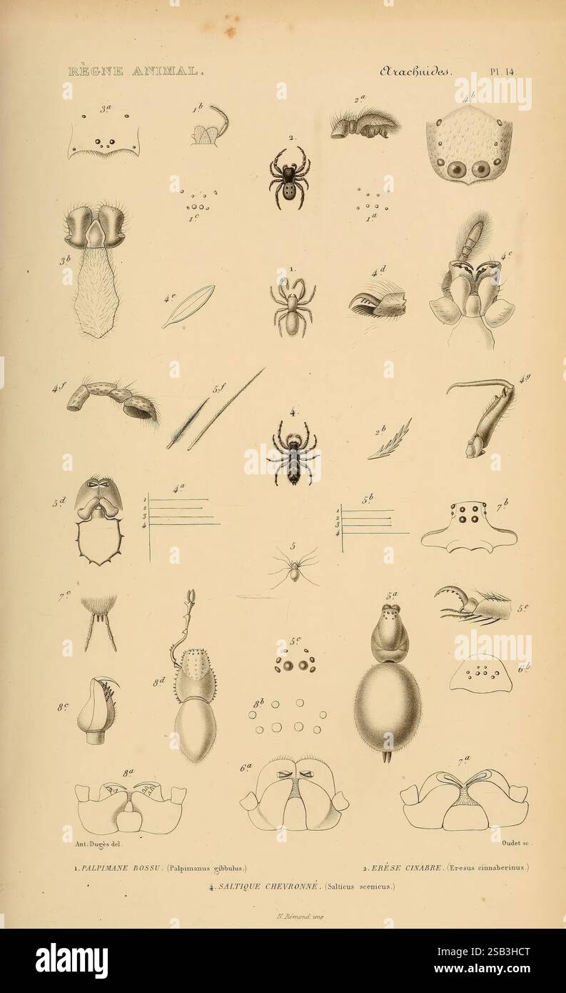Le règne animal distribué d'après son organisation Paris Fortin Masson ...